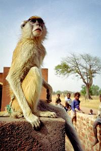 Handsome Monkey King | SoundClick